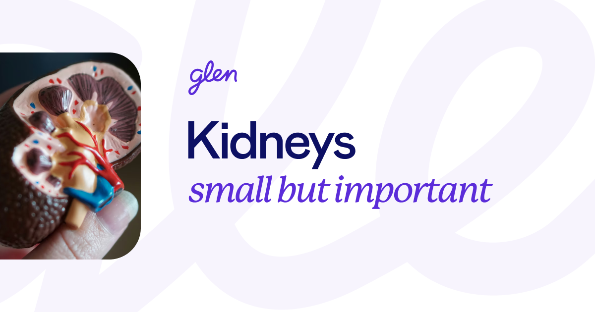 Kidneys - small but important - Glen Medicine